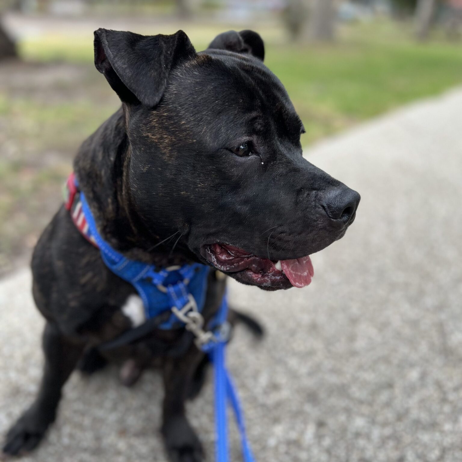 Overcoming Staffy Behaviour Problems - Staffy World